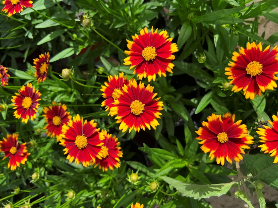 Perennials for full sun at Woldhuis Farms Garden Center Sunrise Greenhouse