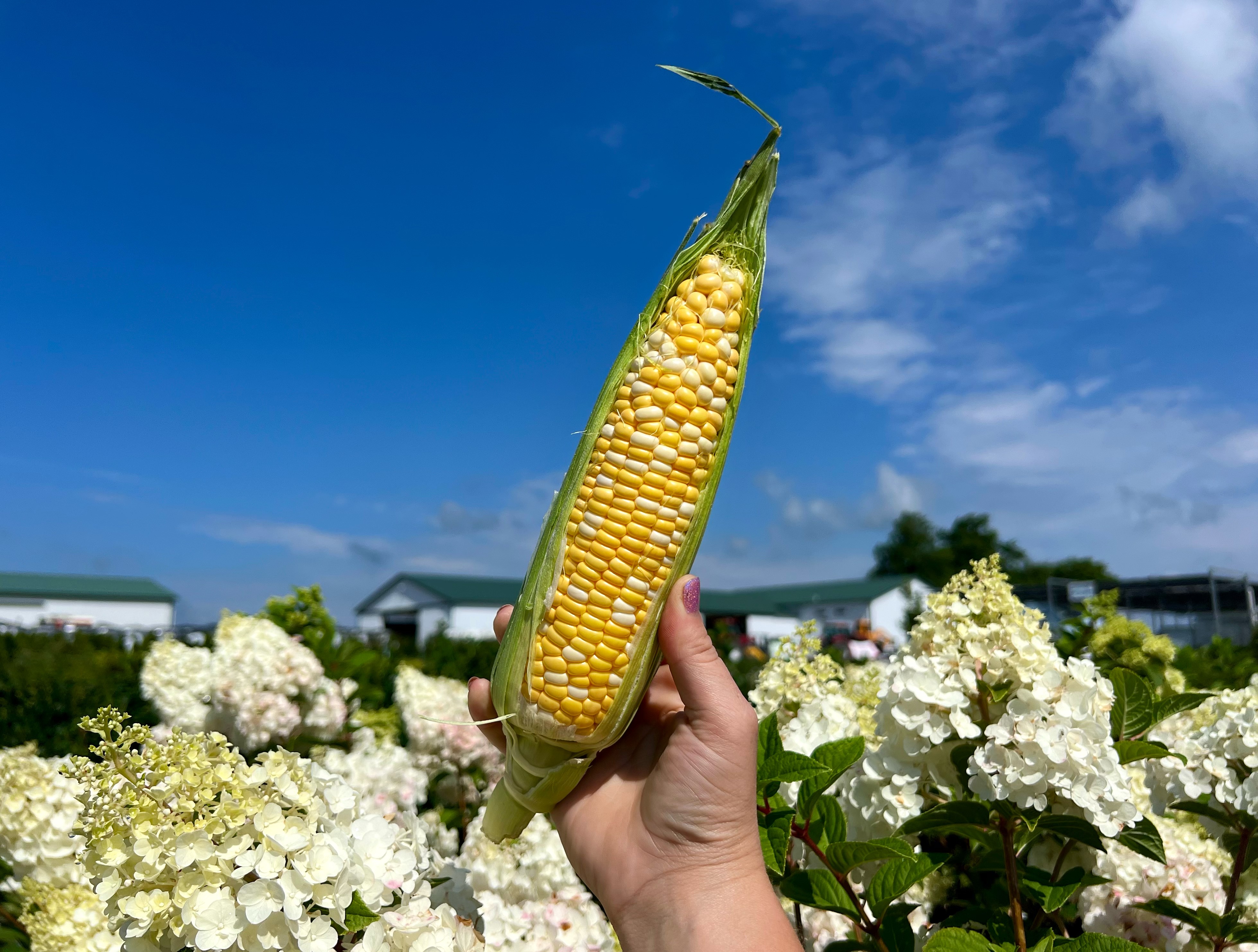 Sunrise Greenhouse | Woldhuis Farms Garden Center Grant Park, Illinois