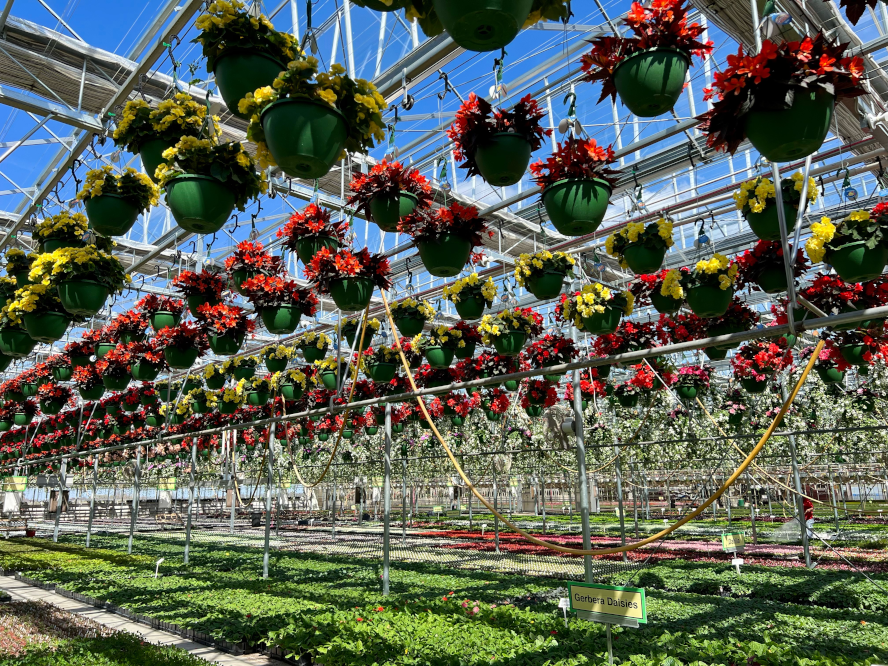 Sunrise Greenhouse | Woldhuis Farms Garden Center Grant Park, Illinois